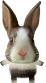 Rabbits - hoops&yoyo wiki